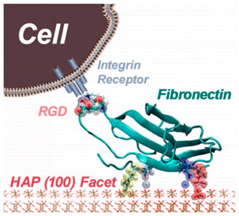 细胞识别并喜欢骨样羟基磷灰石：骨中超薄矿物血小板的生化理解。 Acs Applied Materials And Interfaces X Mol