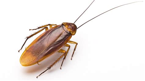 How Cockroaches Could Save Lives BBC News