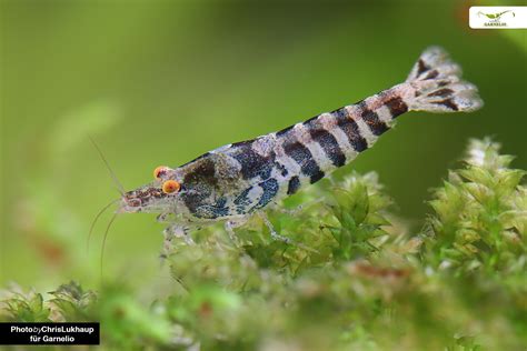 100x Zebra Shrimp Caridina Cf Babaulti Stripes Skyfish Shrimp