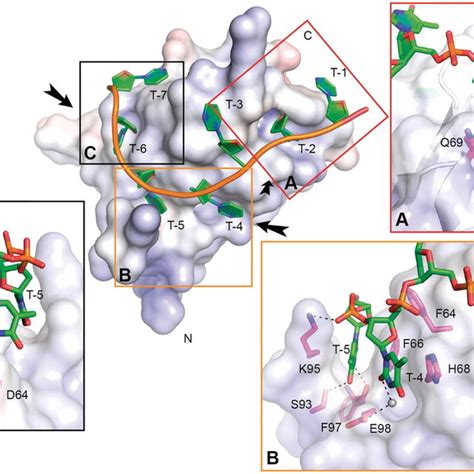 Schematic Model Of Lin28 Mediated Binding And Inhibition Of Pre Let 7