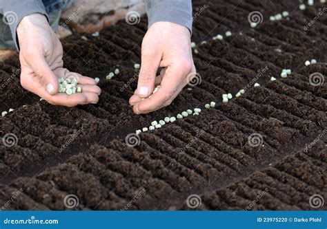 Seeding Vegetable Seeds On The Garden Bed Stock Photo Image Of Time Seeds 23975220