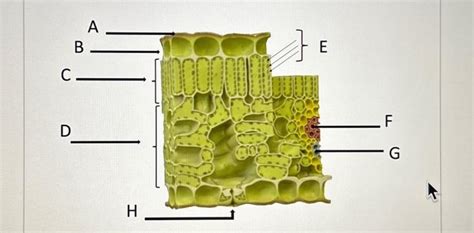 Solved Spongy Mesophyll Cuticle Phloem Epidermis Xylem