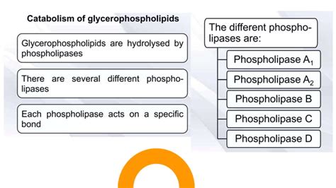 Metabolism Of Phospholipids Pathways Pptx