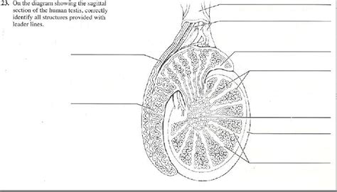 Male Testis Sagittal Section Lab Manual Diagram Quizlet