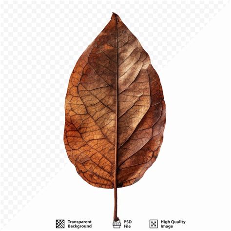Premium Psd Dry Leaf