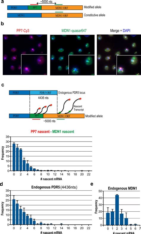 Transciptional Profiles Depend On The Promoter A Schematic