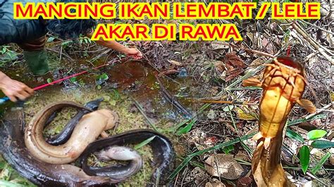 MENYERAMKAN MANCING LEMBAT DI RAWA HITAM YouTube