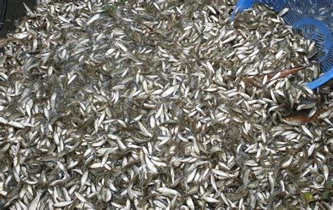 Grass Carp Fish Seed At ₹ 17piece ग्रास कार्प मछली बीज In Navi