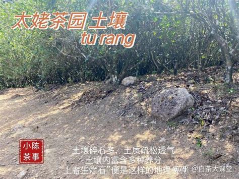 高山出好茶的背后是不是海拔越高茶叶品质越好 知乎