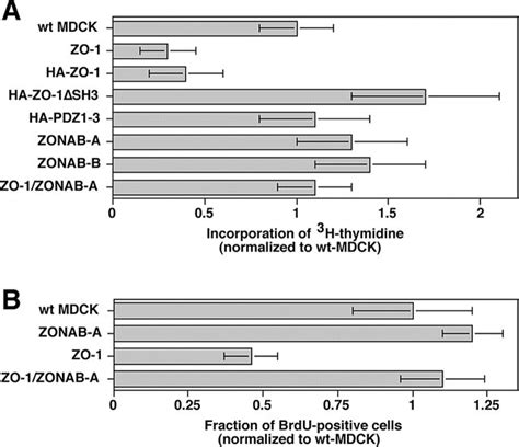 Regulation Of G1s Phase Transition By Zo 1 And Zonab Wild Type Wt
