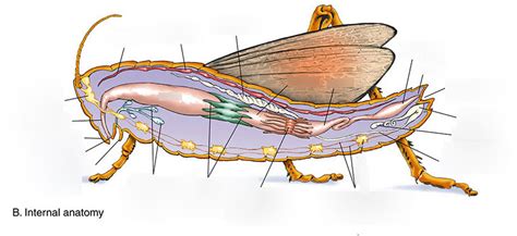 Grasshopper Internal Anatomy