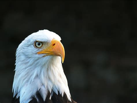 Amerikan Kartal Fotoğrafı · Ücretsiz Stok Fotoğraf