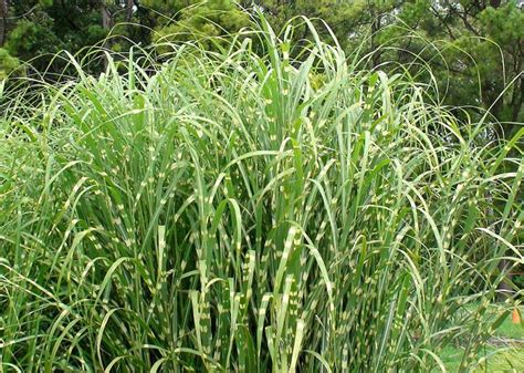 Miscanthus Sinensis Zebrinus Zebra Grass 10seeds Etsy Perennials