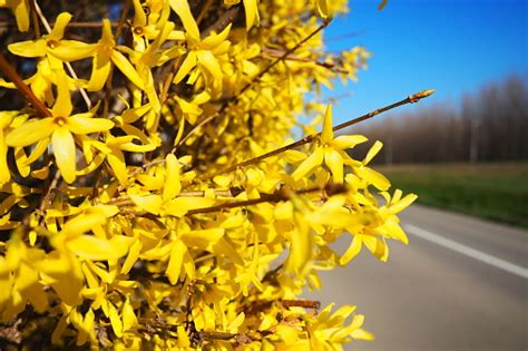Forsythia는 올리브 가족의 관목과 작은 나무의 속입니다 나뭇 가지에 수많은 노란색 꽃이 피고 푸른 하늘을 향해 쏘아집니다