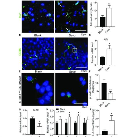 Sevoflurane Exposure Resulted In Microglia Activation And Phagocytic