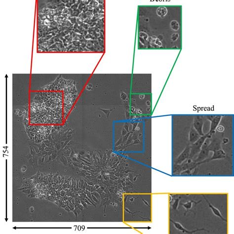Image Examples For Four Morphological Classes Observable In A Single Download Scientific