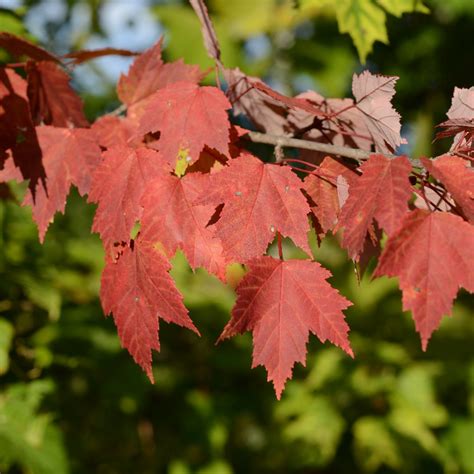 How To Water Silver Maple Frequency Techniques And Quantity