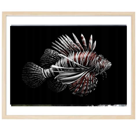 PLAKAT Poziomy Obraz 50x70 Cm RYBA Ognica Wzory Cena Opinie Obrazy