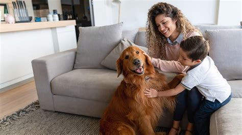 Las Mejores Mascotas Para Departamentos Pequeños