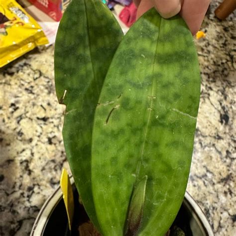 Paph Supersuk Eureka Amaos X Paph Raisin Pie Hsinying X Sib