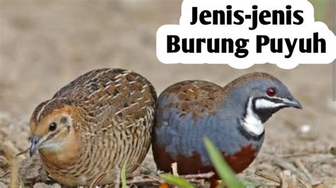 Jenis Burung Puyuh Yang Menarik Untuk Diketahui
