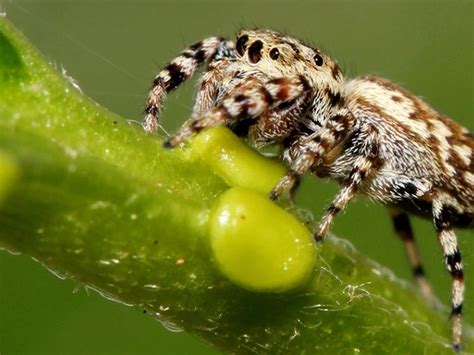 What Do Jumping Spiders Eat The Definitive Diet Guide 45 Off