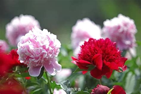 长知识芍药与牡丹的区别 果实