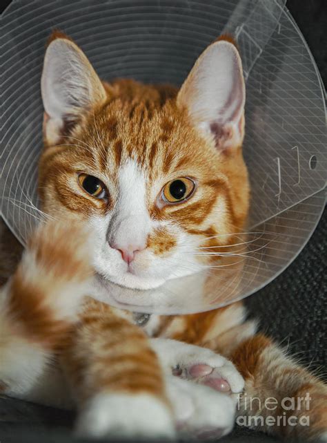 Cat In Neck Cone Photograph By Sophie Mcaulay Fine Art America