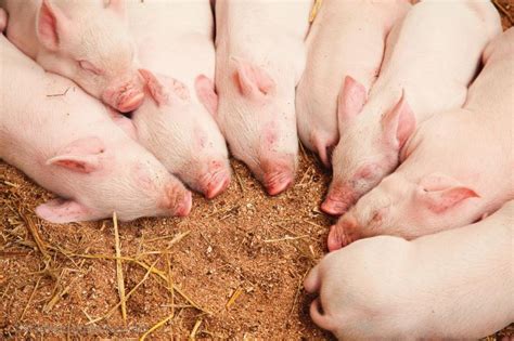 European Food Safety Authority Efsa On Linkedin Formaldehyde Is Currently Used As A Feed