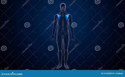 Human Skeleton Anatomy Scapula Bone 3d Illustration Stock Illustration