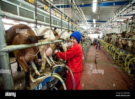 A Herd Of Goats Is Being Milked By Automatic Milking Machine On A Dairy
