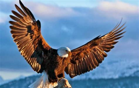 Картинки по запросу орел фото Eagle Images Eagle Pictures Exotic Birds Colorful Birds Birds