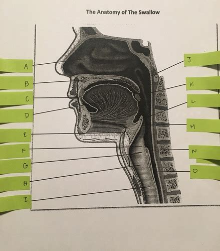 Dysphagia Midterm Study Guide Flashcards Quizlet