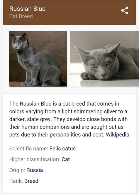 Russian Blue Cat Breed