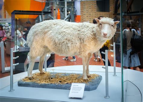 De La Oveja Dolly Al Mono Rhesus Una Breve Historia De La Clonación