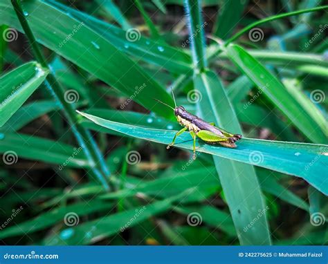 Grasshopper After Rain Closeup Stock Image Image Of Grasshopper Rain