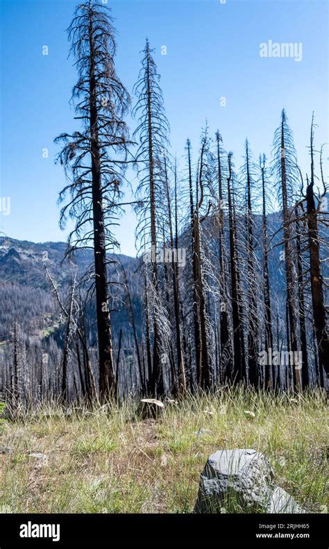 Charred Remains In Lassen Volcanic National Park After A Forest Fire