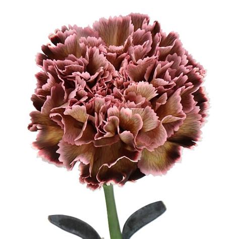 Dyed Carnations Wholesale Dutch Flowers Direct And Florist Supplies Uk