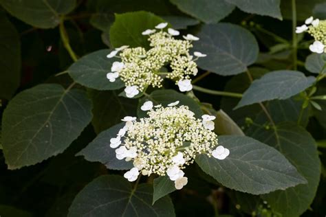 Hydrangea Arborescens Subsp Radiata Silverleaf Hydrangea Shrubsrhs