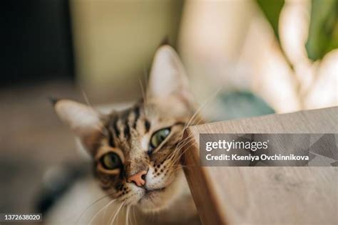 Begging Cat Photos And Premium High Res Pictures Getty Images