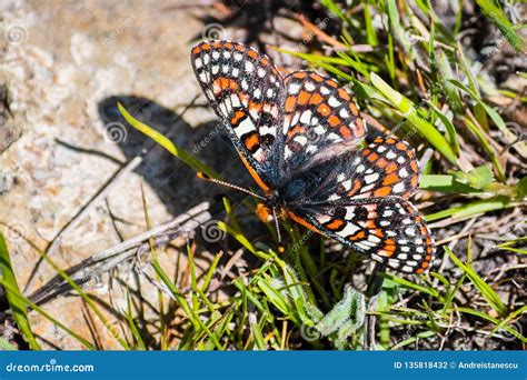 Close Up Of Bay Checkerspot Butterfly Euphydryas Editha Bayensis