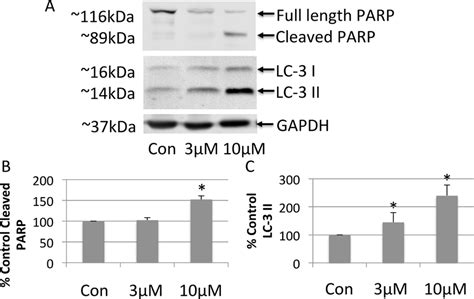 Western Blot Analysis Of Whole Cell Lysates Prepared From Neuroblastoma