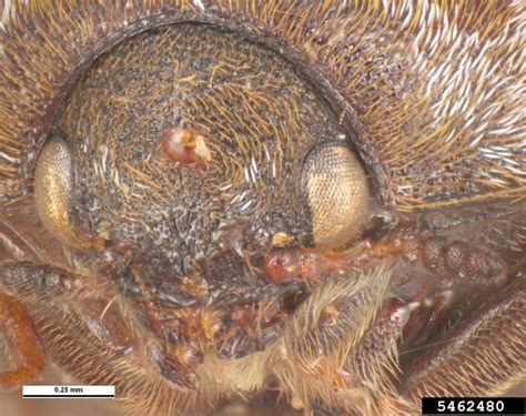 Dermestid Beetle Trogoderma Megatomoides
