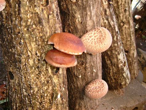 Шиитаке (Lentinula edodes) фото и описание