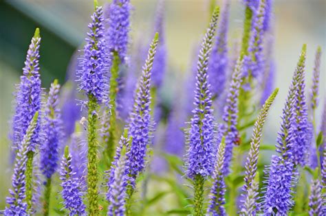 穗花婆婆纳，原创拍摄 财经头条