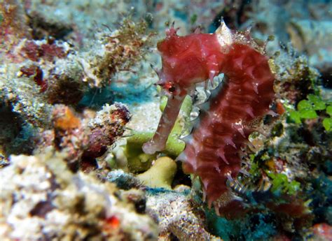 Images Gratuites plongée sous marin la biologie poisson faune