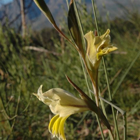 Gladiolus Carinatus Yellow Seeds Buy Online