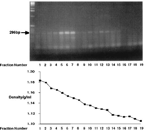 Rna Was Prepared From Sucrose Gradient Fractions And Rt Pcr Was