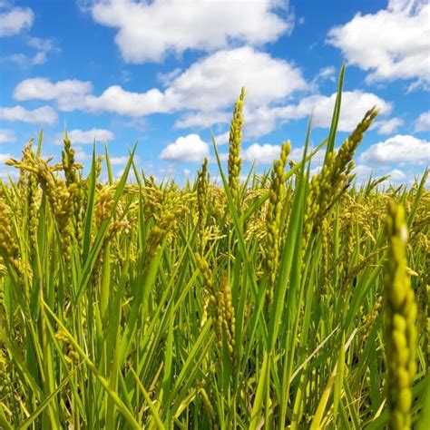 Can We Grow ‘low Methane Rice In Northern Nsw Farming Together