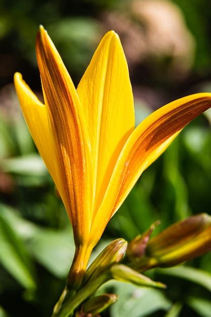 Premium Photo Yellow Lilly Bloom